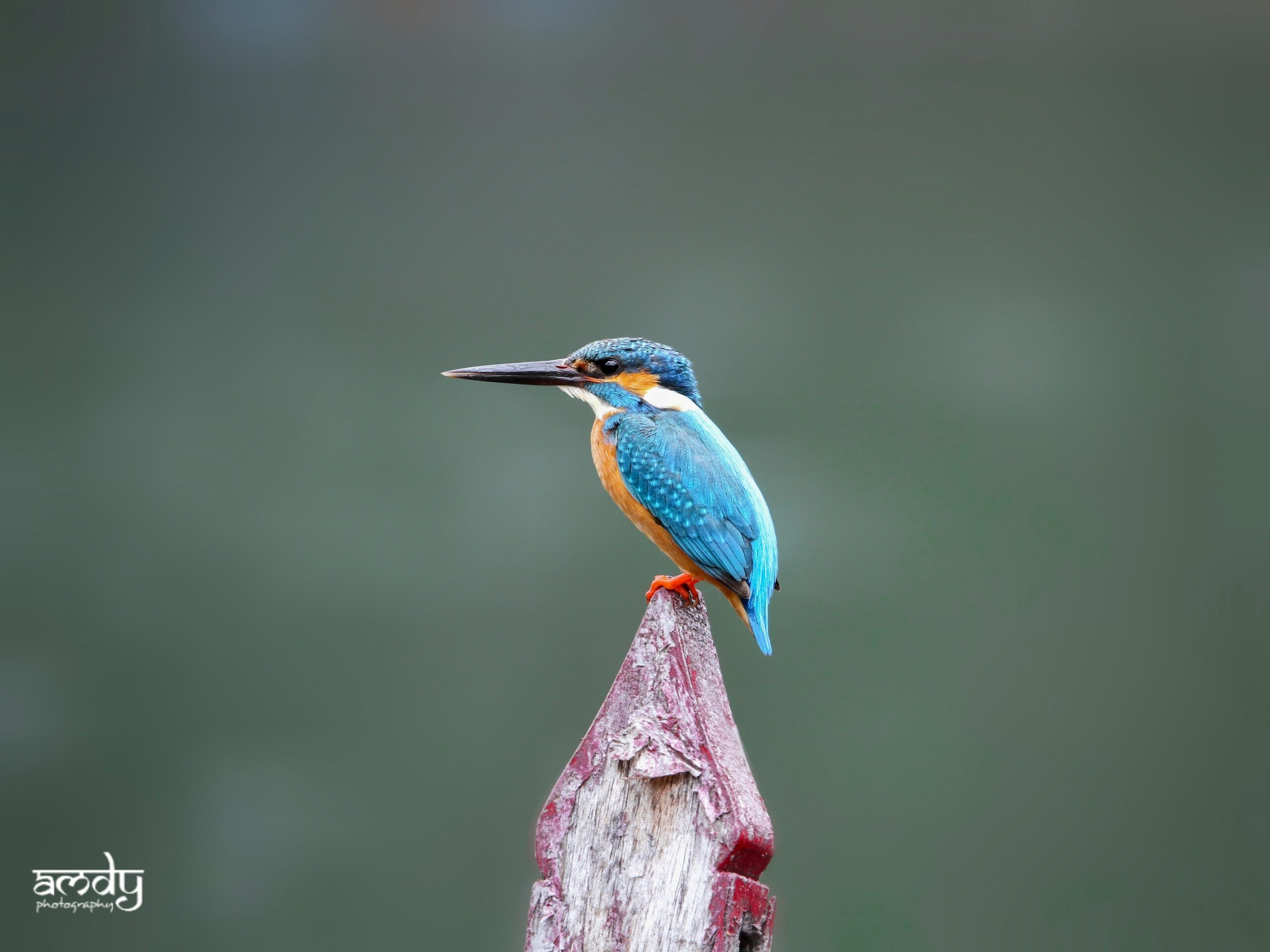 Birds Of Sattal - Coffee & Conversations